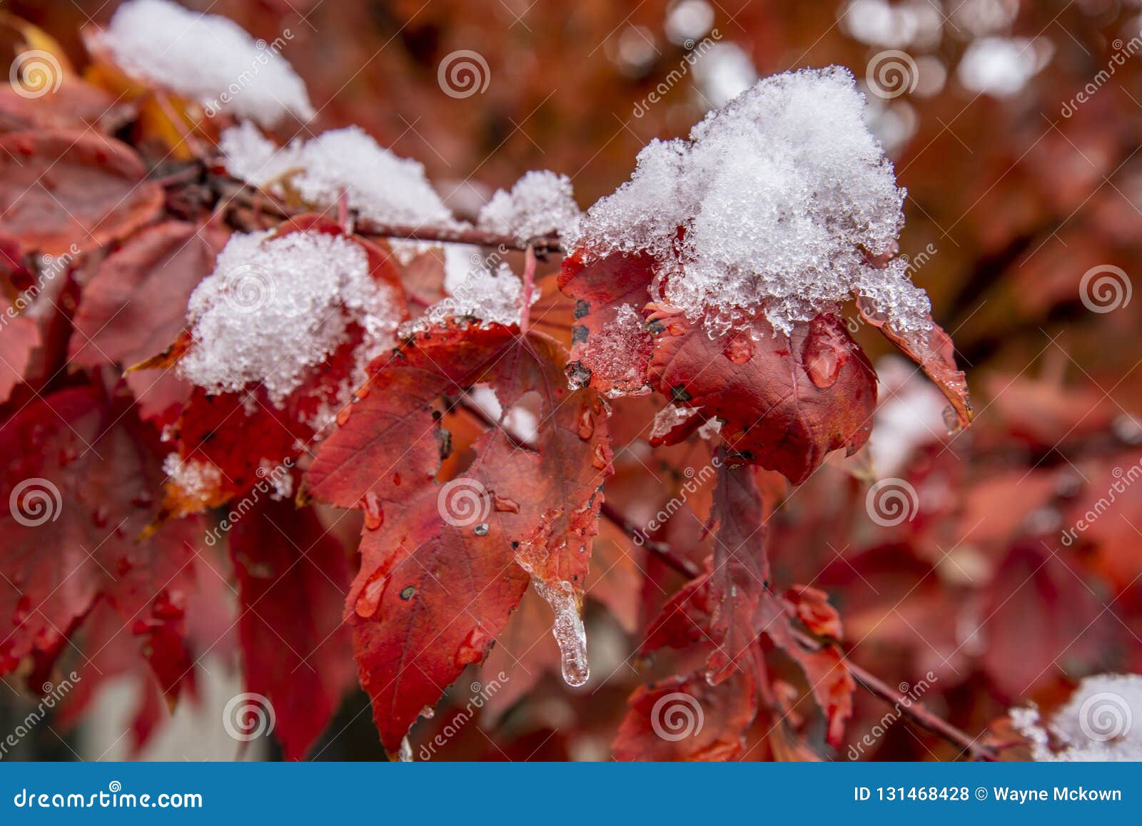 First Winter Snow on Bushes with Red Leaves Stock Photo - Image of ...