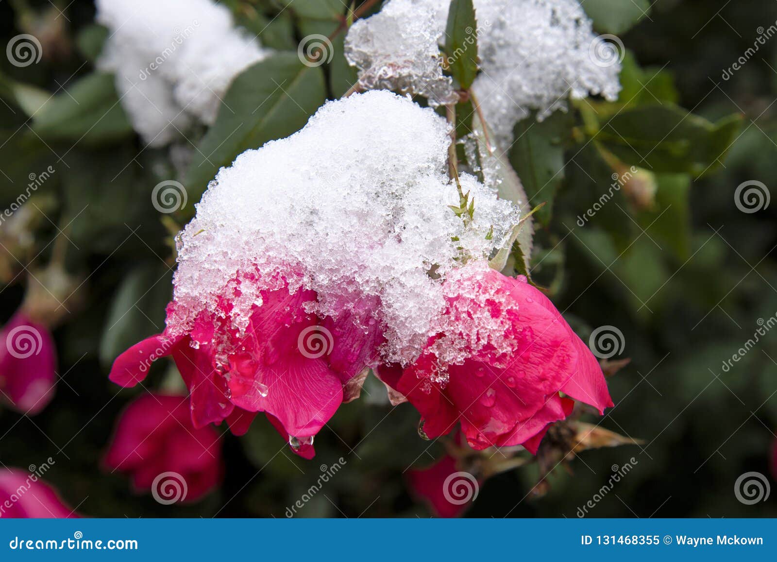 First Winter Snow on Rose Bush Stock Image - Image of evergreen ...