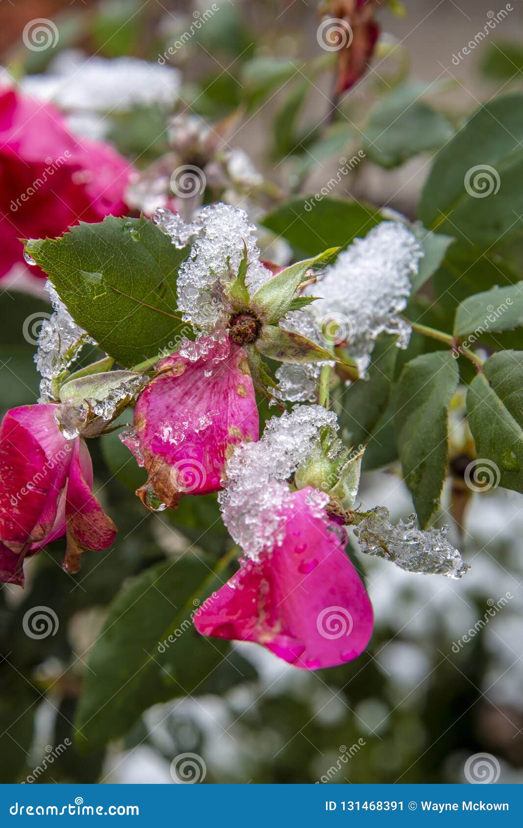 First Winter Snow on Rose Bush Stock Image - Image of flakes ...