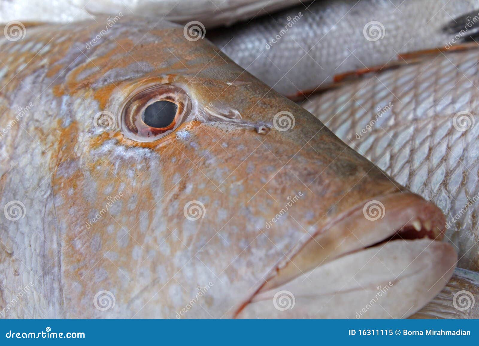 Close up of a fish stock image. Image of marina, healthy - 16311115