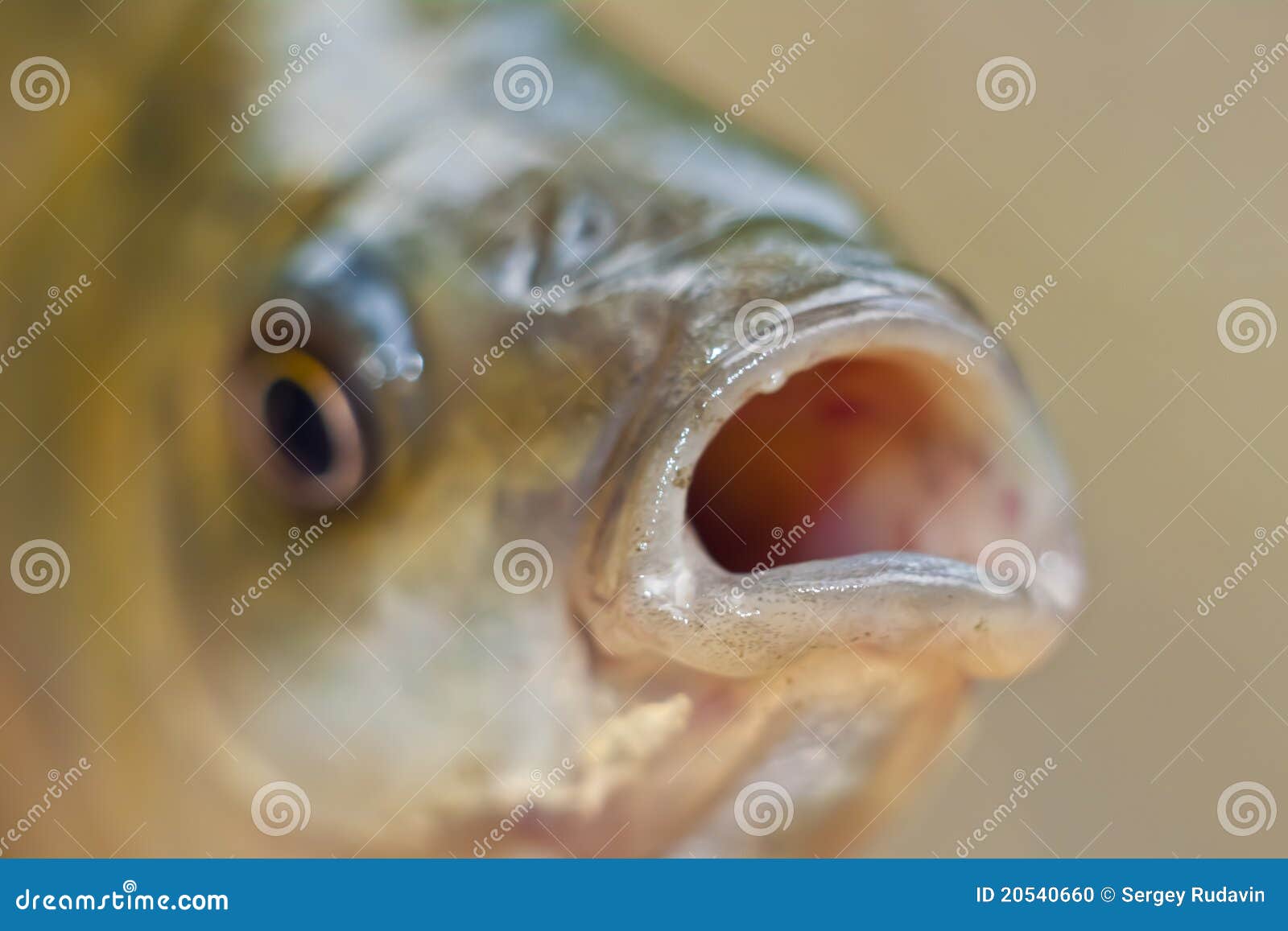 Close-up fish stock photo. Image of head, lips, bass - 20540660