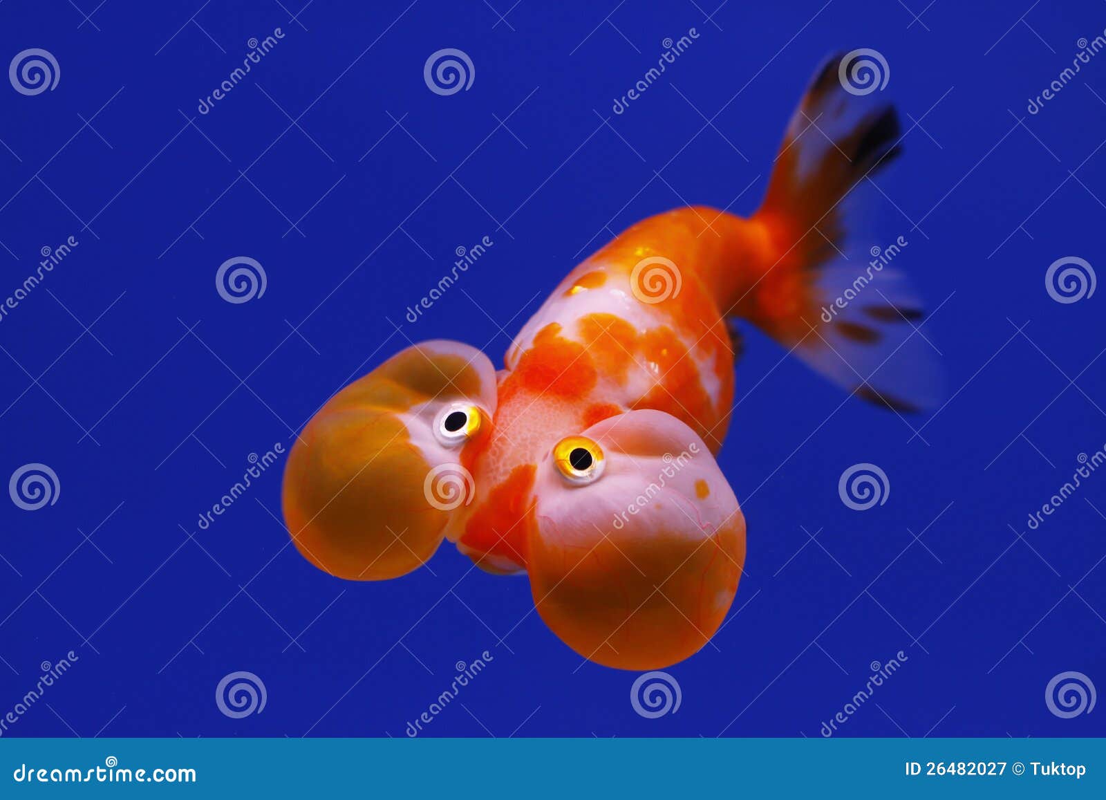 Close up of a fish. stock image. Image of exoticism, activity - 26482027