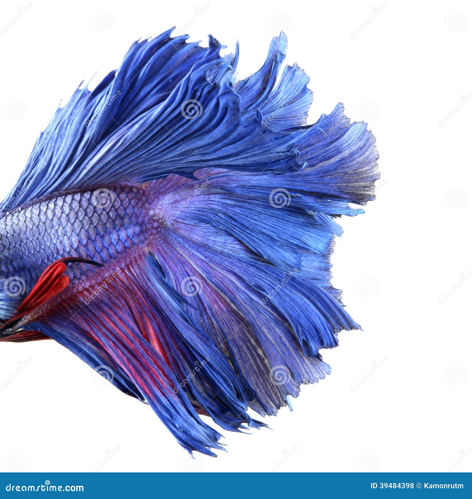 Close-up on a Fish Body, Blue Siamese Fighting Stock Photo - Image of ...