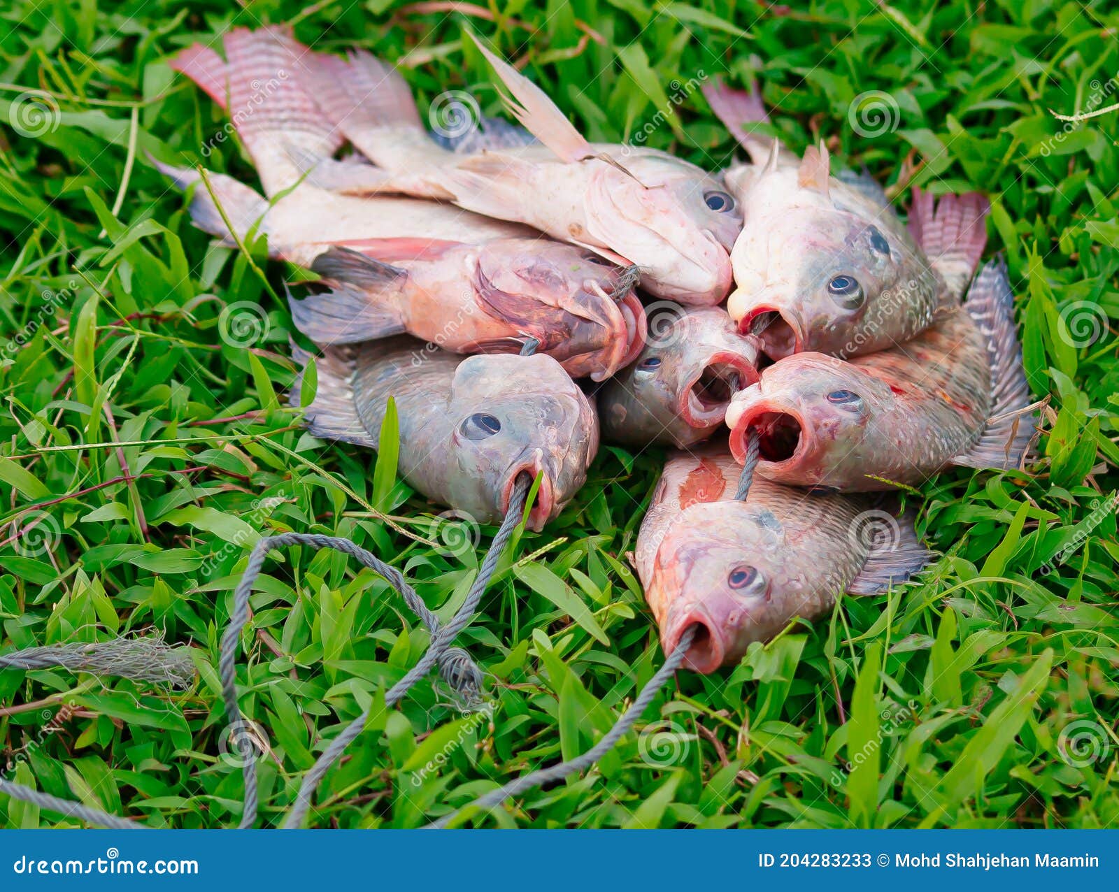 Objects and food stock image. Image of clump, nature - 204283233