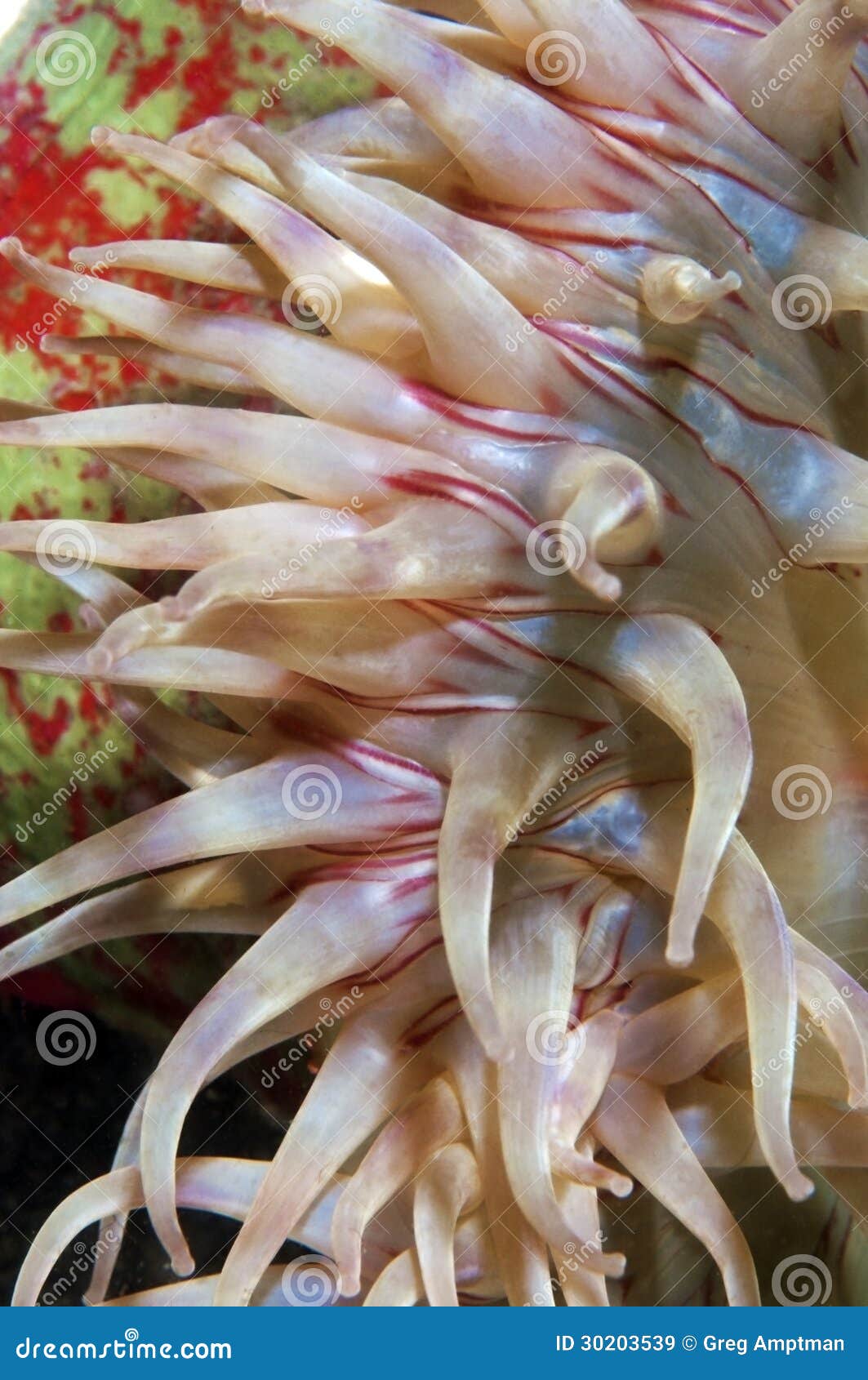 Anemone stock image. Image of north, marine, wildlife - 30203539
