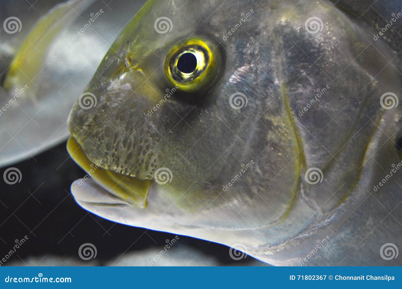 Close up of fish face stock image. Image of ocean, nature - 71802367