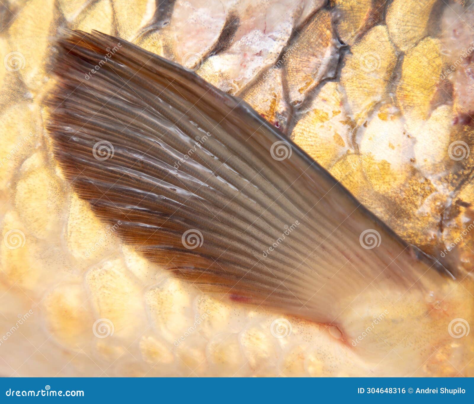 Close-up of a Fish Fin. Macro Stock Photo - Image of scale, wildlife ...