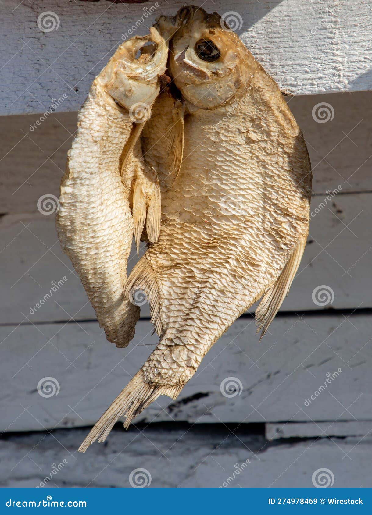 A Close-up with Fish Hanging for Dehydration Stock Image - Image of ...
