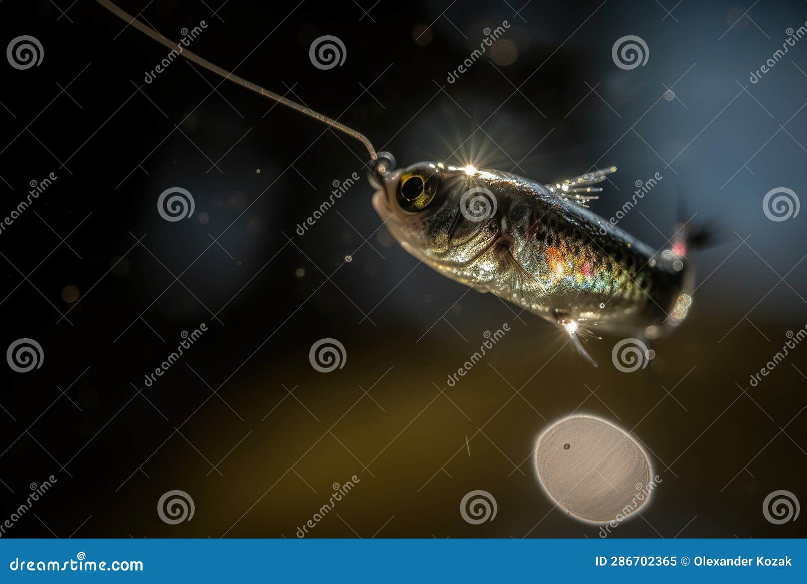Close Up a Fish Jumping with Splashes Out of the Water Lake Stock ...