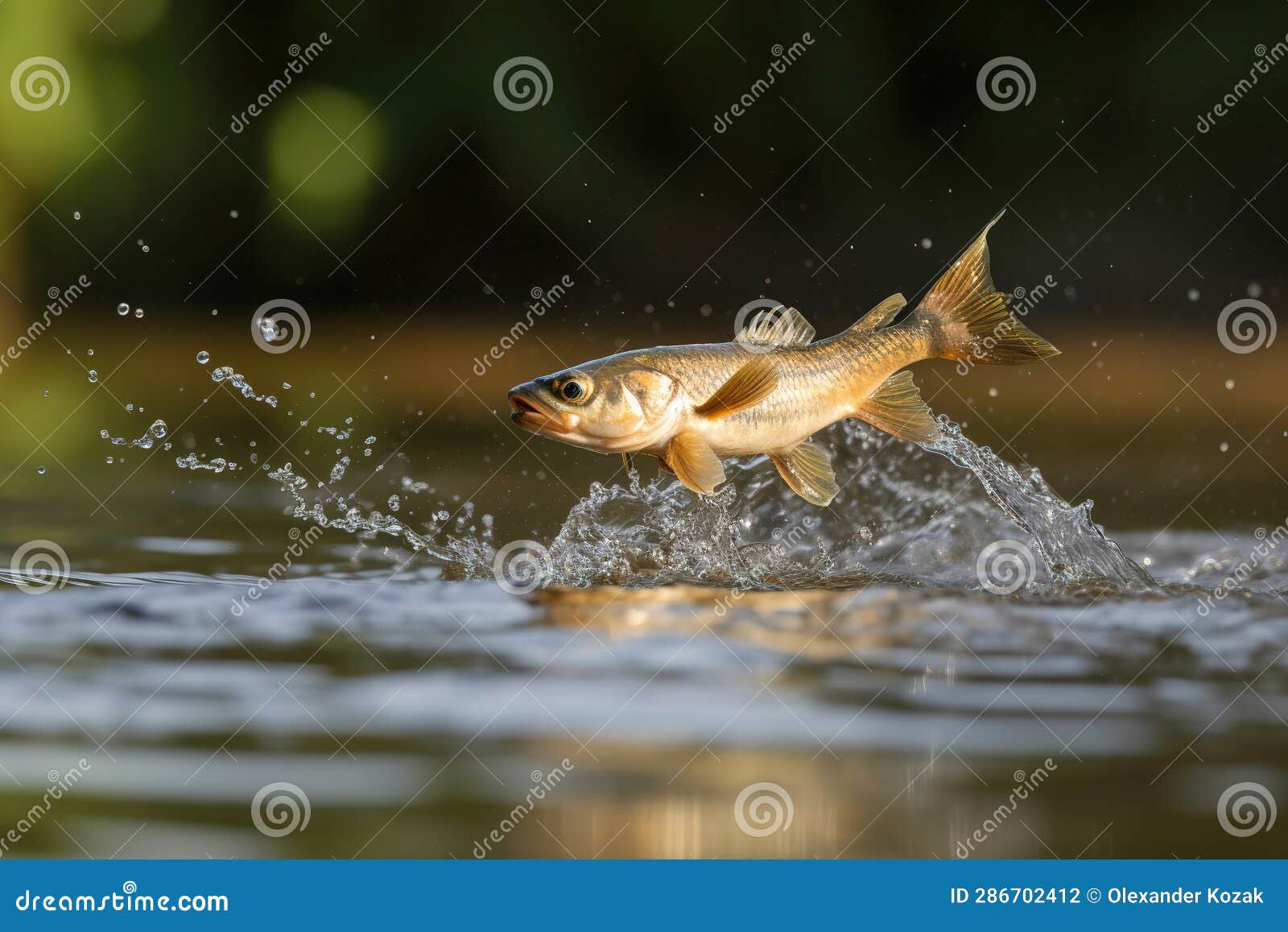 Close Up a Fish Jumping with Splashes Out of the Water Lake Stock ...