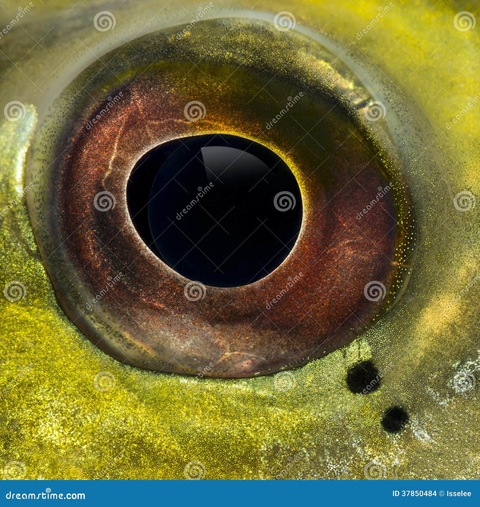 Fish With Eyes Close Together at Anthony Barajas blog