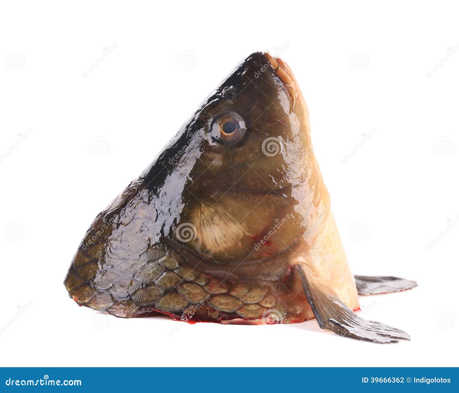 Close up of fish s head stock photo. Image of healthy - 39666362