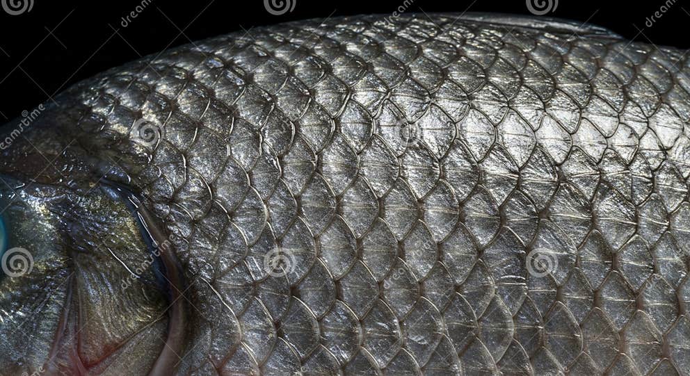 Close-up of Fish Scales, Displaying a Detailed, Diamond-patterned ...