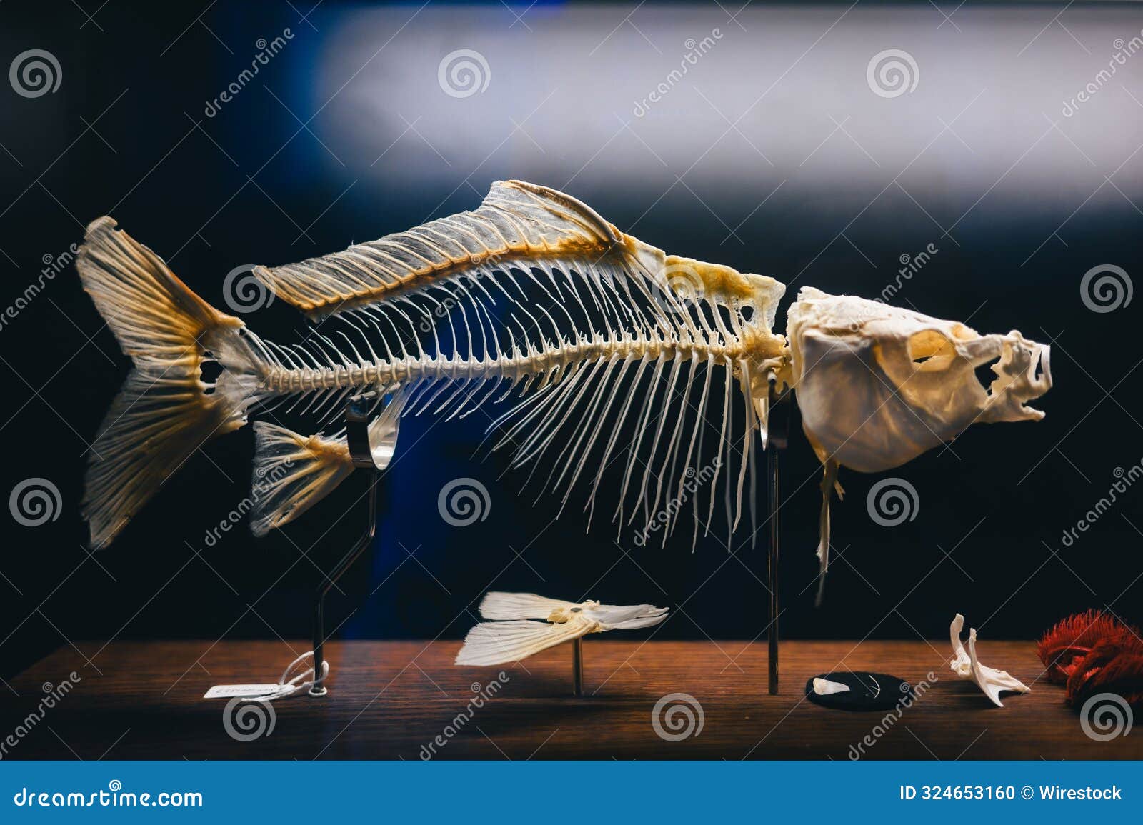 Close-up of a Fish Skeleton Displayed on a Wooden Table in a Museum ...