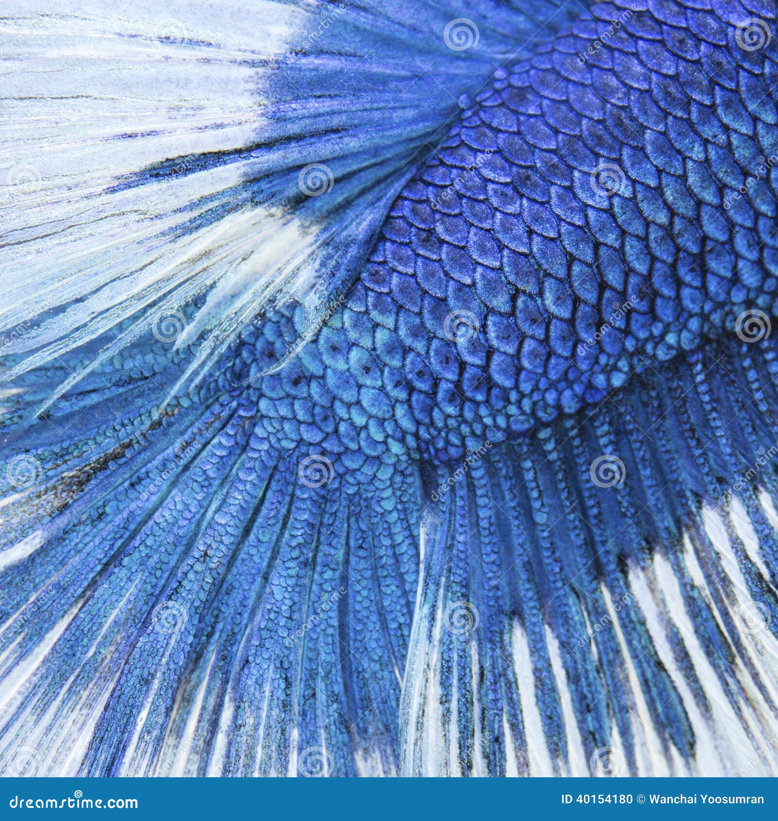 Close-up on a Fish Skin - Blue Siamese Fighting Fish Stock Photo ...