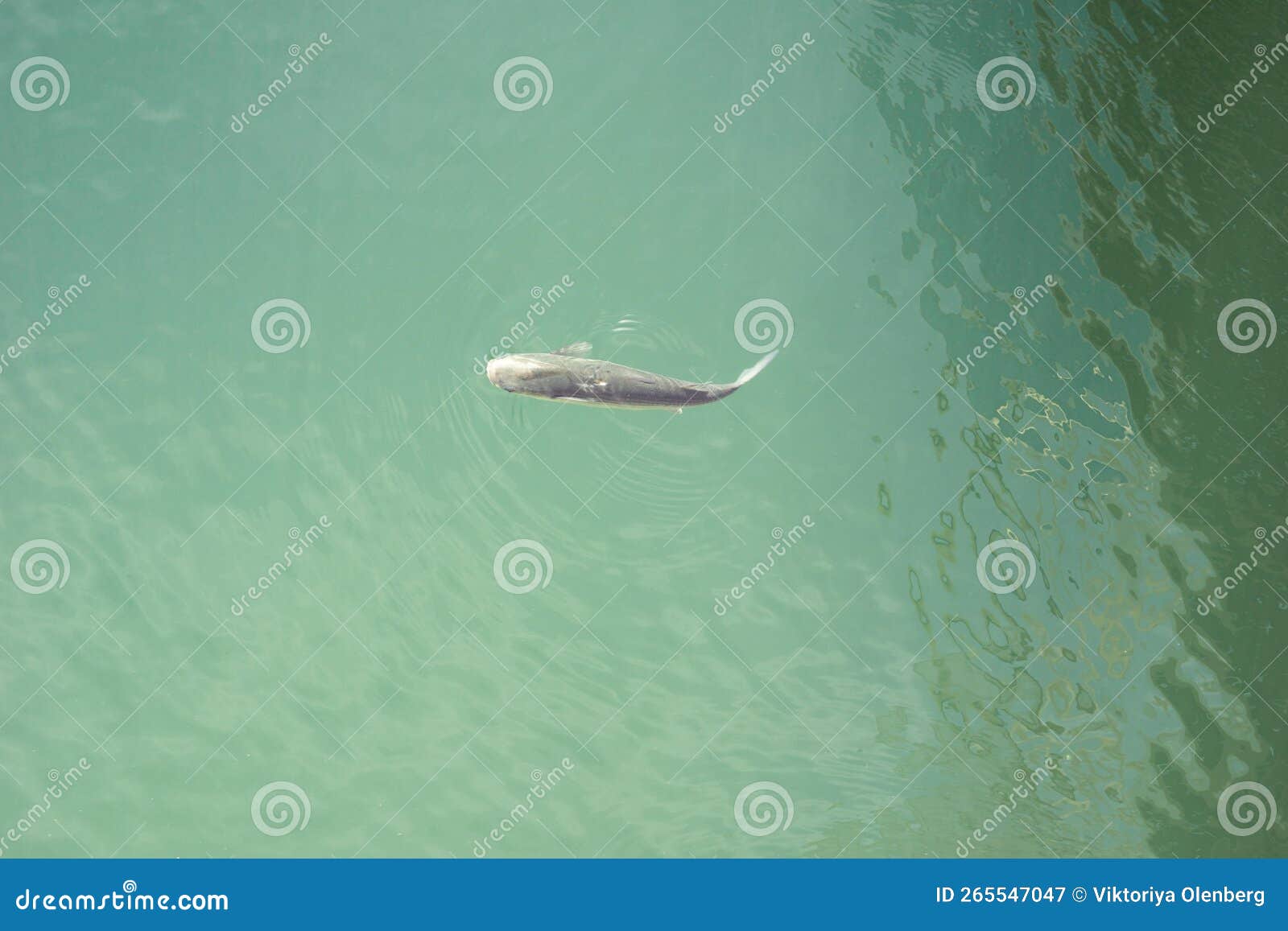 Close-up Fish Swim in Clear Water Top View Stock Image - Image of clear ...