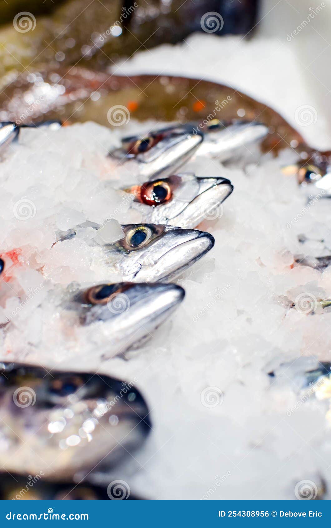Fish in Crushed Ice at the Fishmonger Stock Photo - Image of animal ...