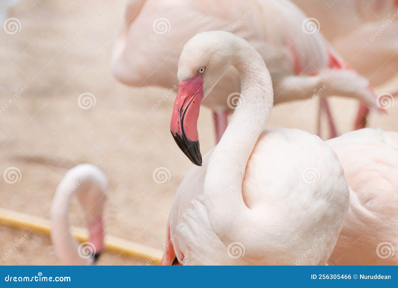 Close-up of a flamingo stock photo. Image of nature - 256305466