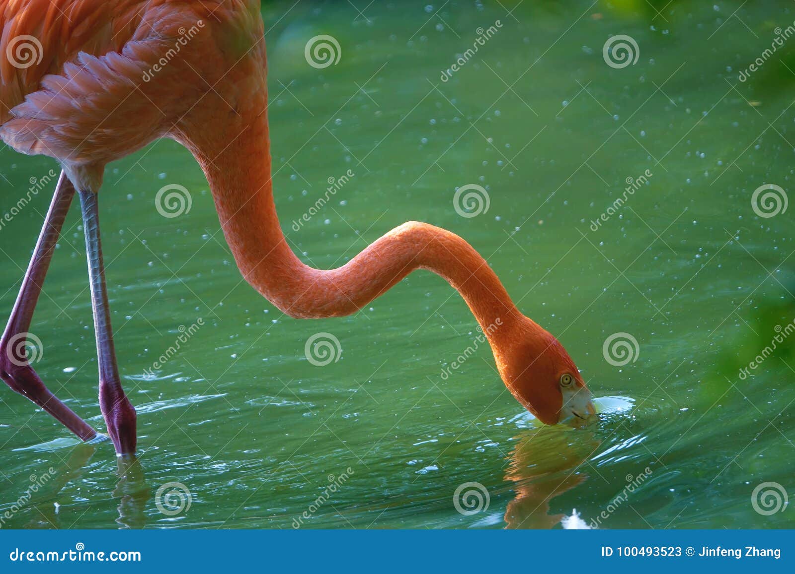 Flamingo stock image. Image of birds, african, life - 100493523
