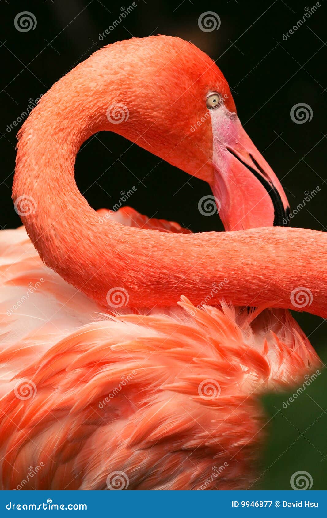4,366 Flamingo Neck Feathers Stock Photos - Free & Royalty-Free Stock ...