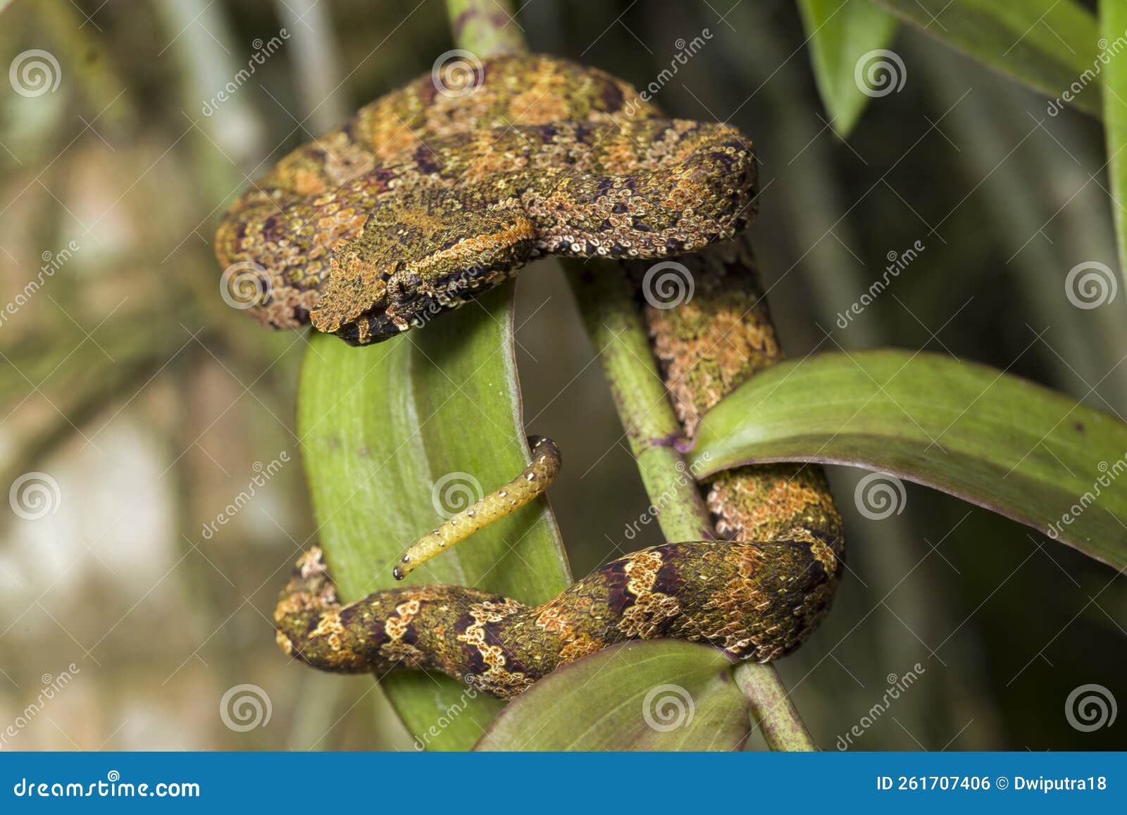 Flat-nosed Pitviper Snake Trimeresurus Puniceus on Tree Branch Stock ...