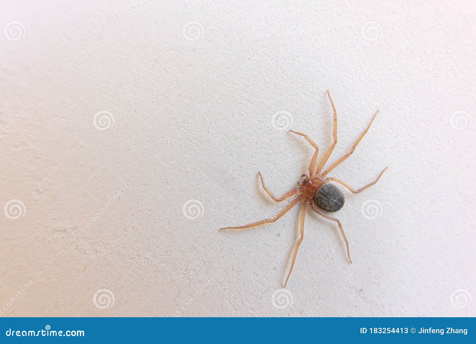Flattened spider stock image. Image of animal, plator - 183254413