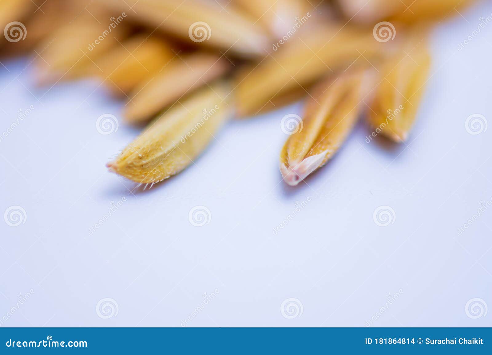 Close Up the Flavor Up the Wet Grain on the White Background Stock ...