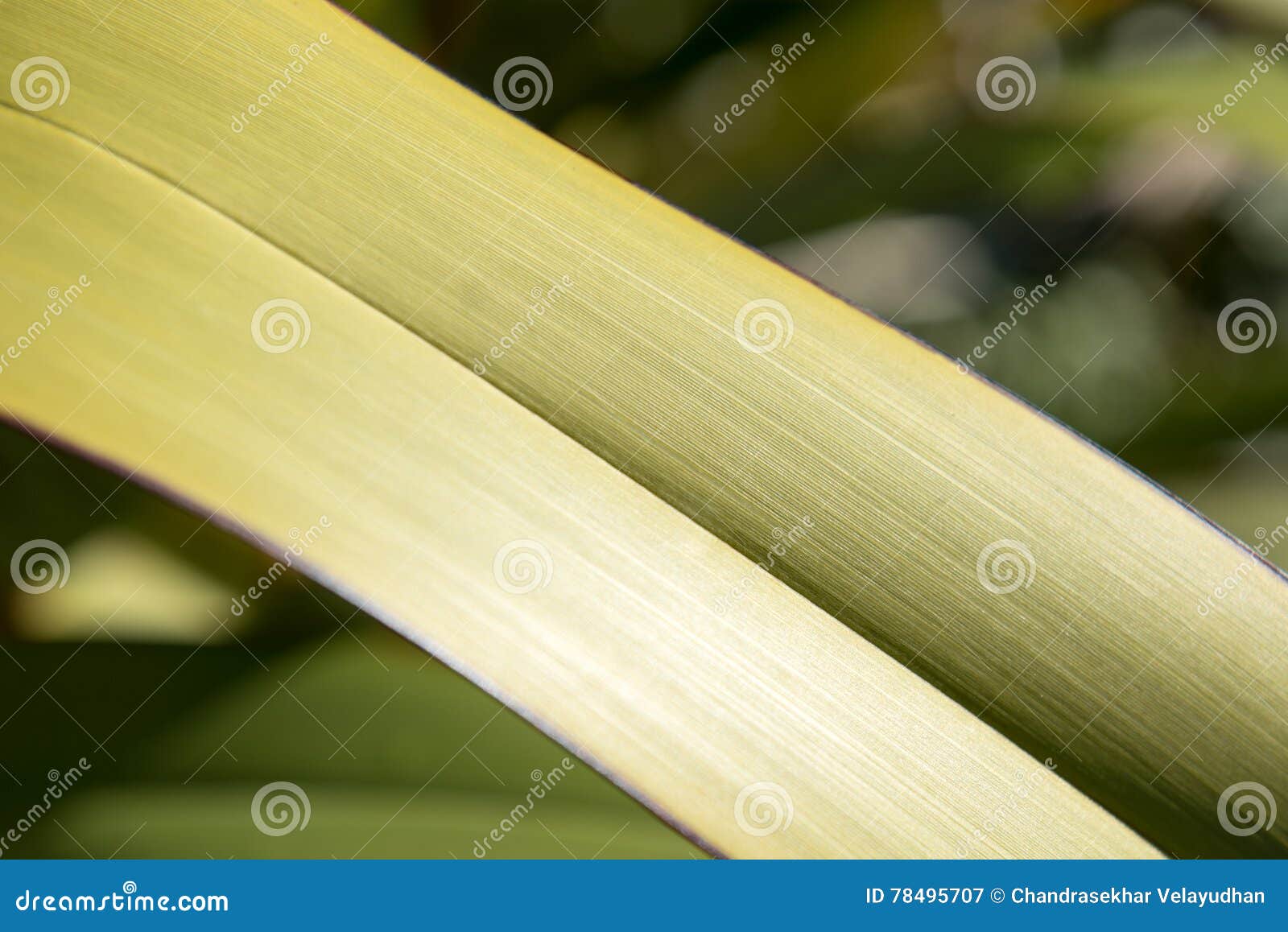 Close up of a flax leaf stock image. Image of green, fine - 78495707