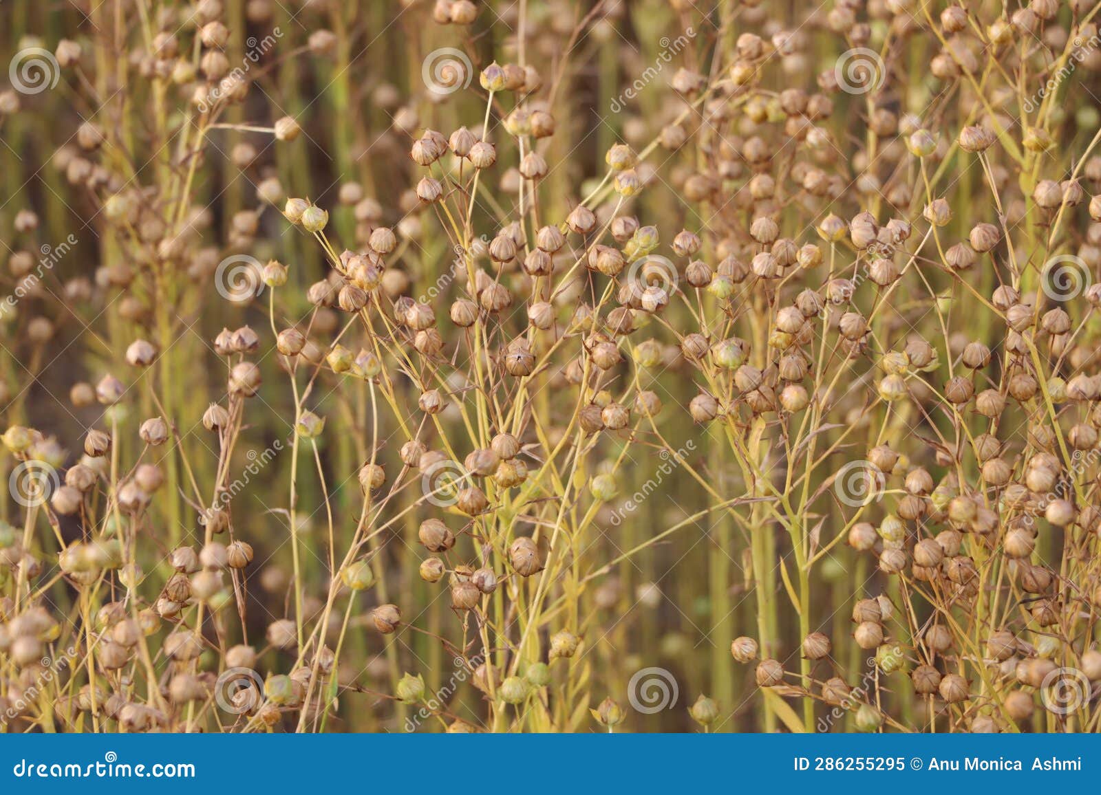 Close Up of Flax Seed Plants Stock Image - Image of flower, leaf: 286255295