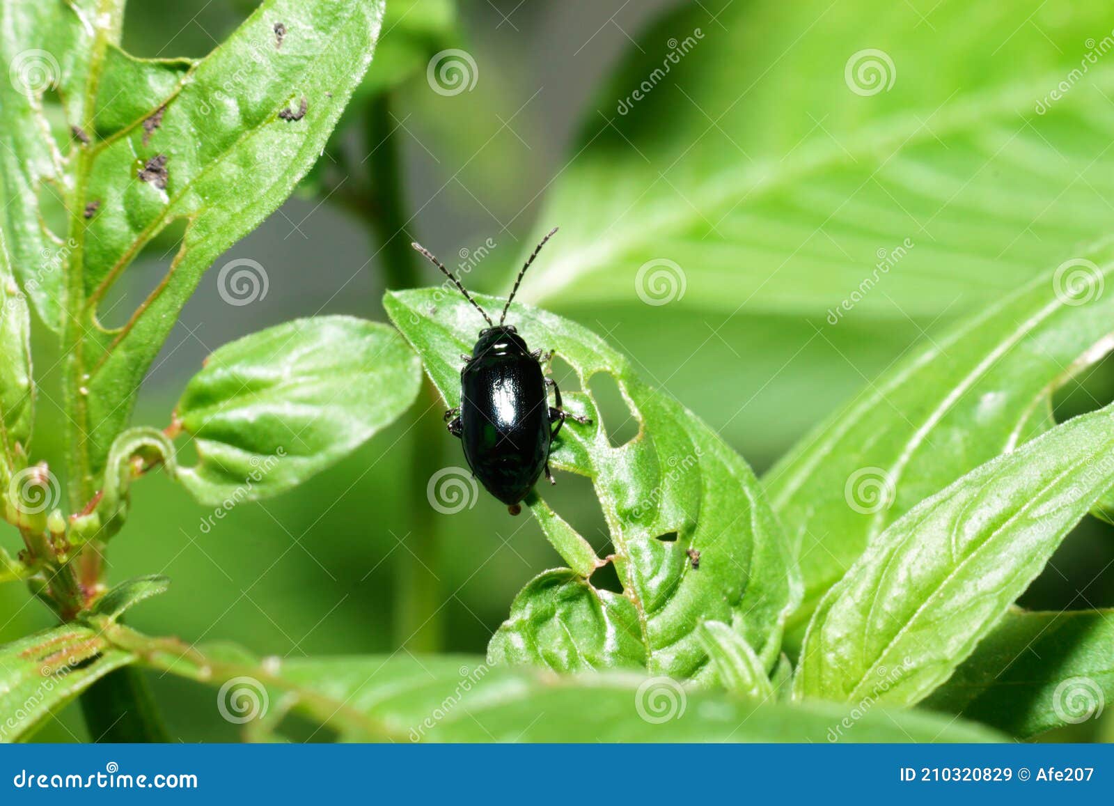 Close-up Flea Beetle Black Insect with Dung on Leaf Stock Image - Image ...