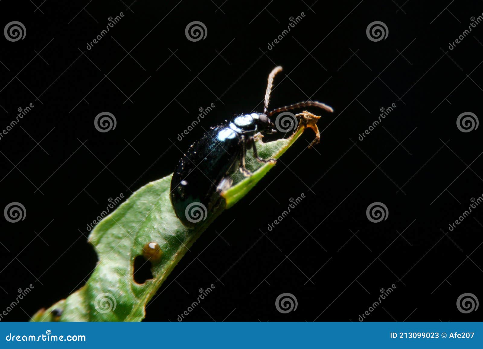 Close-up Flea Beetle Black Insect with Dung on Leaf Stock Image - Image ...