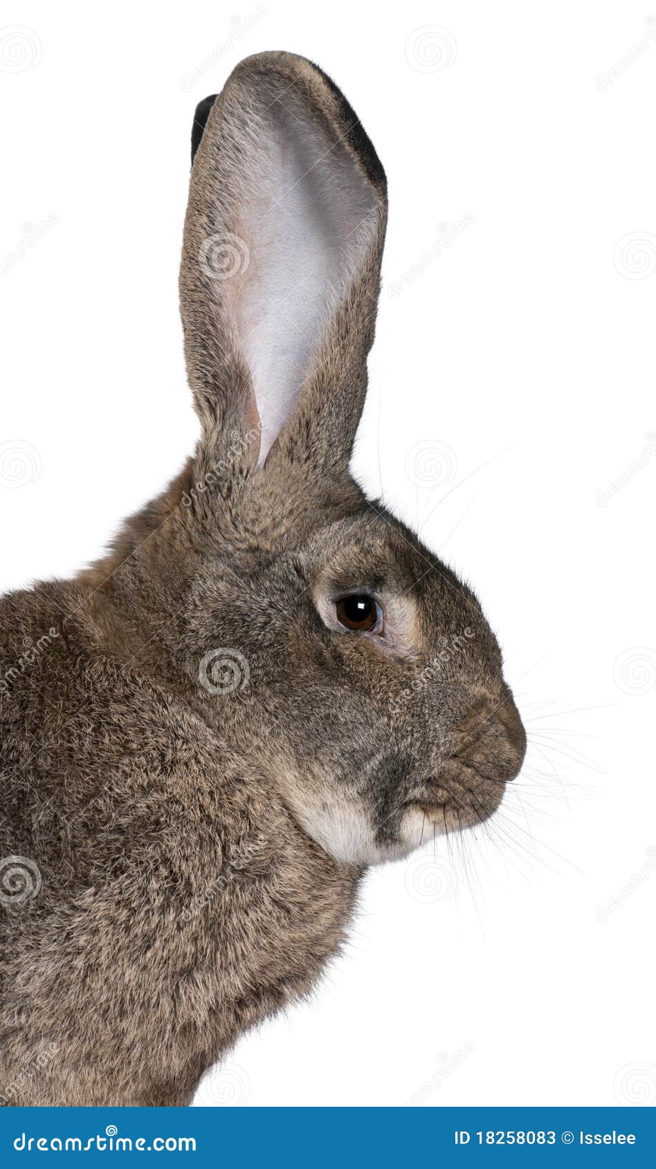 Close-up Of Flemish Giant Rabbit Royalty-Free Stock Photo ...