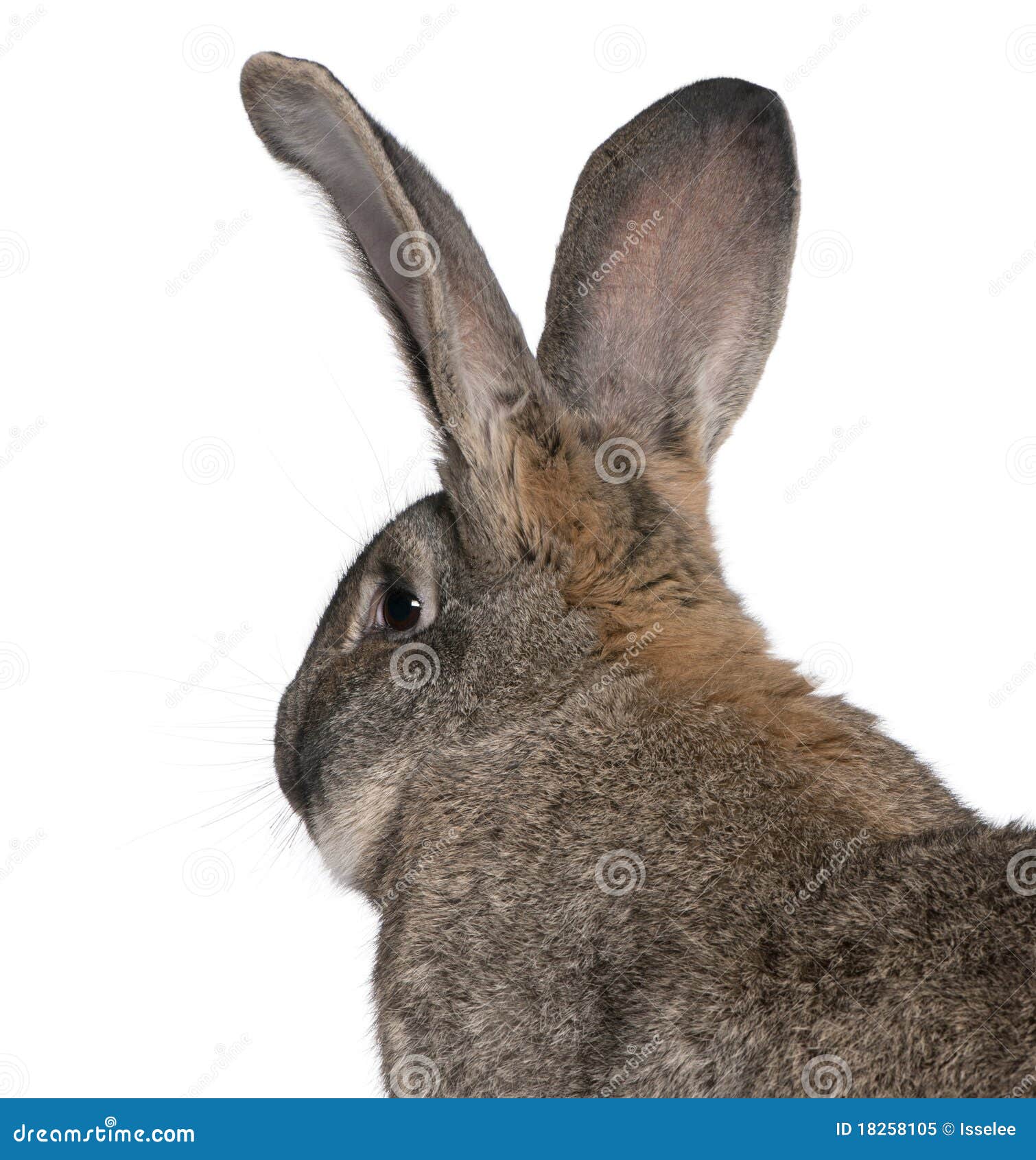 Close-up Of Flemish Giant Rabbit Royalty-Free Stock Photo ...