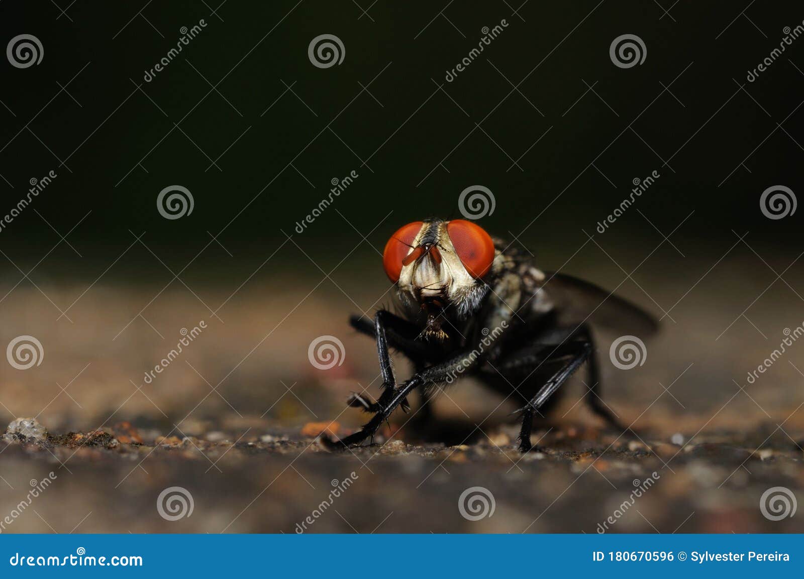 Close Up of Flies Compound Eyes Sitting on a Wall Stock Photo - Image ...