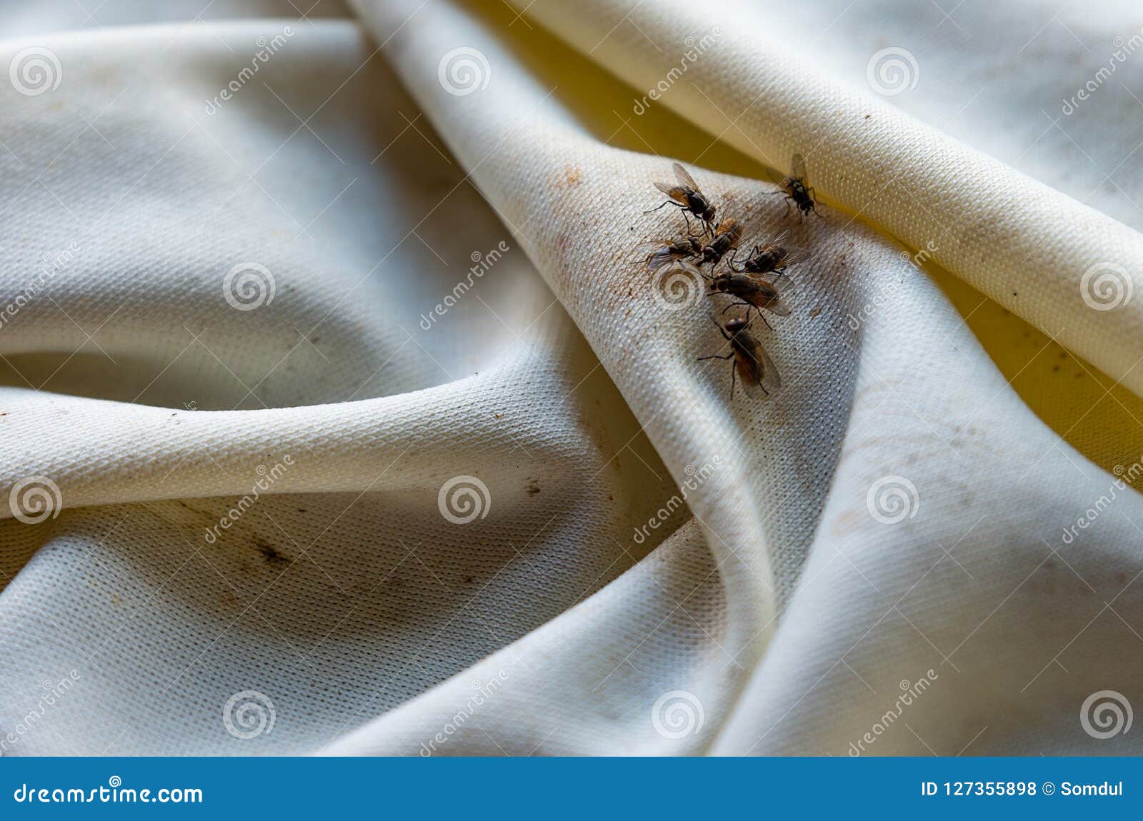 Close Up Flies on Dirty Tablecloth by Food. Stock Photo - Image of ...