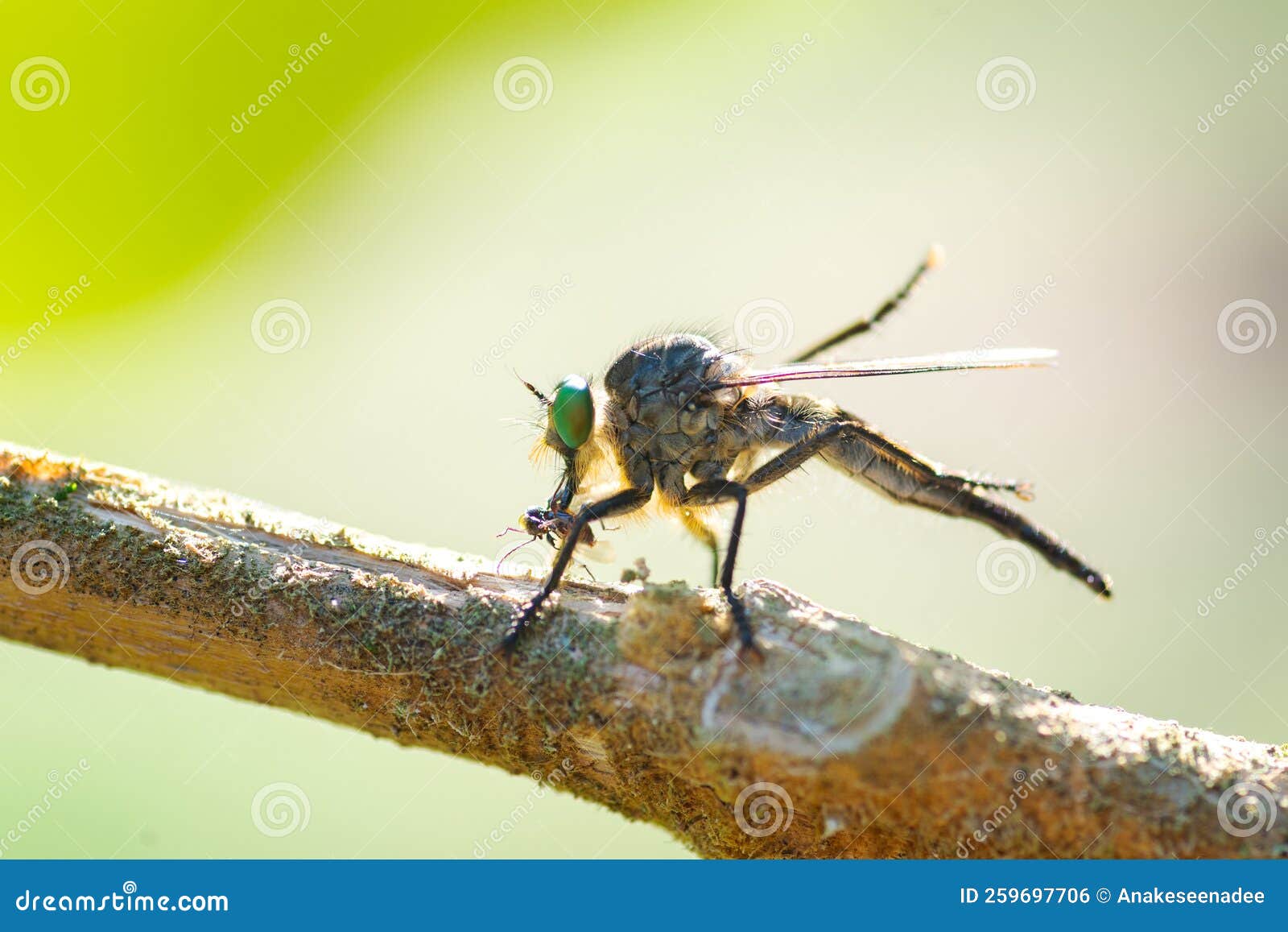 Close Up Flies Eating Small Insects in Forrest Stock Photo - Image of ...