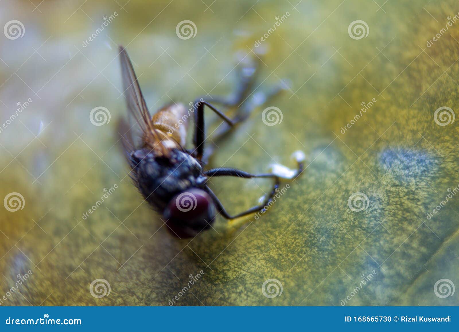 Close Up of Flies Stuck in the Glue Stock Photo - Image of flypaper ... Close Up of Flies Stuck in the Glue Stock Photo - Image of flypaper ...