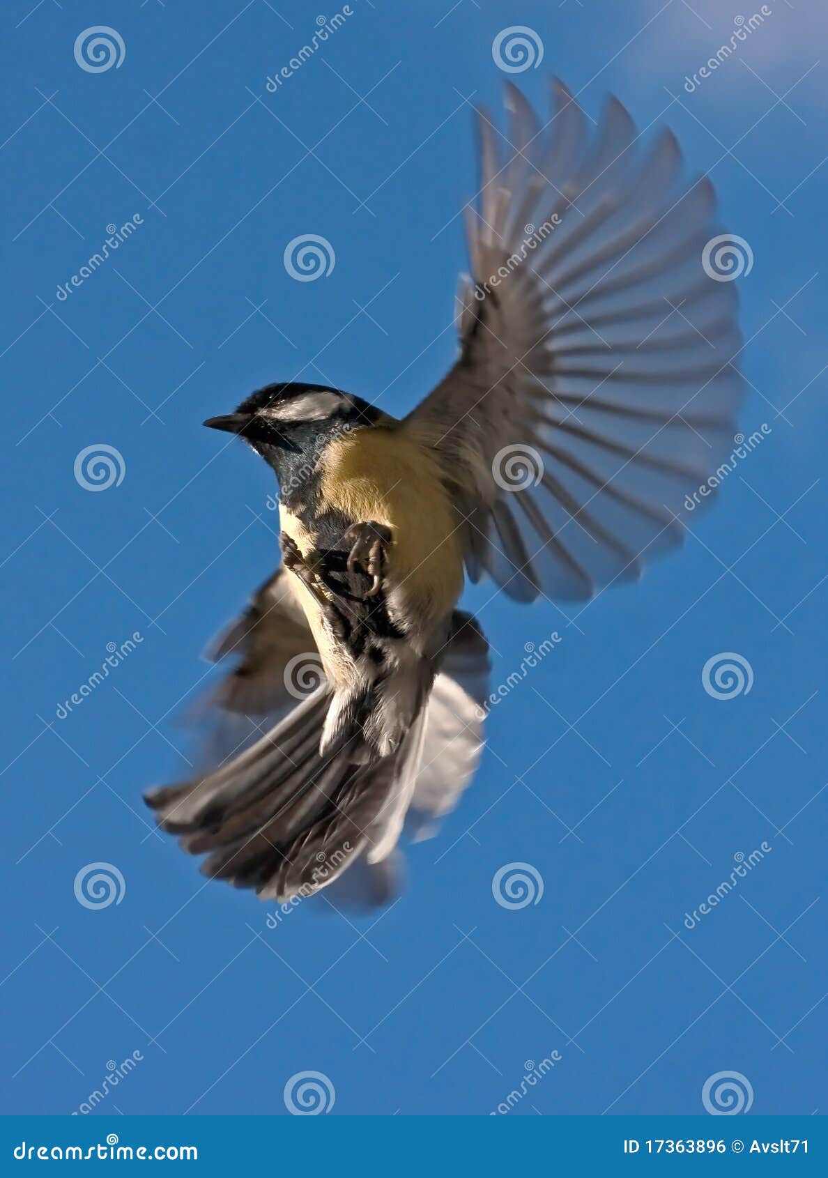 Close-up of the flight stock photo. Image of beak, sunshine - 17363896