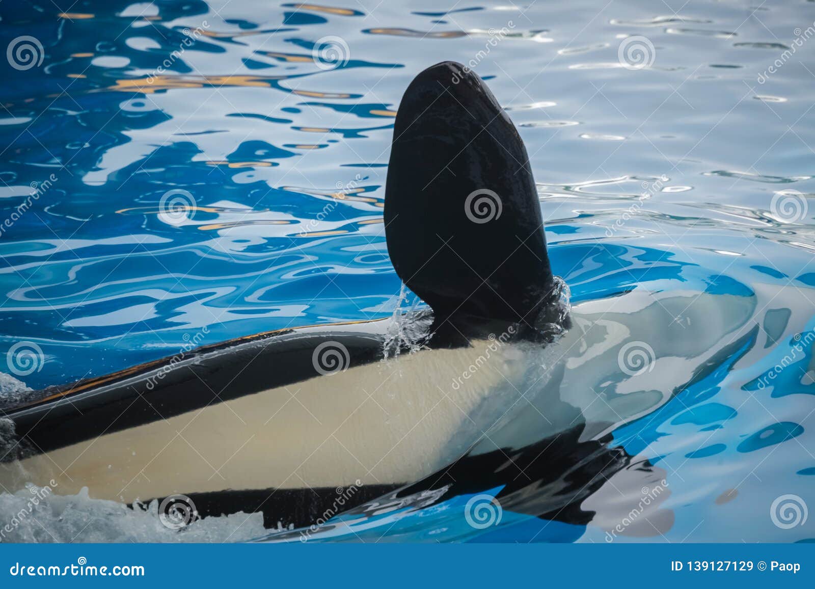 Flipper of a killer whale stock image. Image of close - 139127129