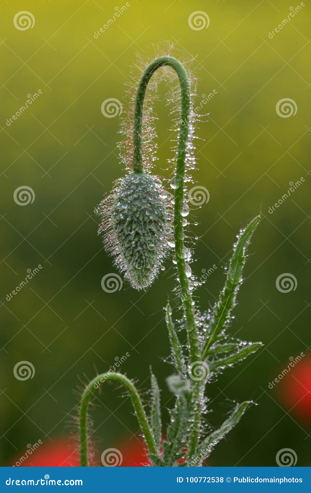 Close Up, Flora, Flower, Plant Stem Picture. Image: 100772538