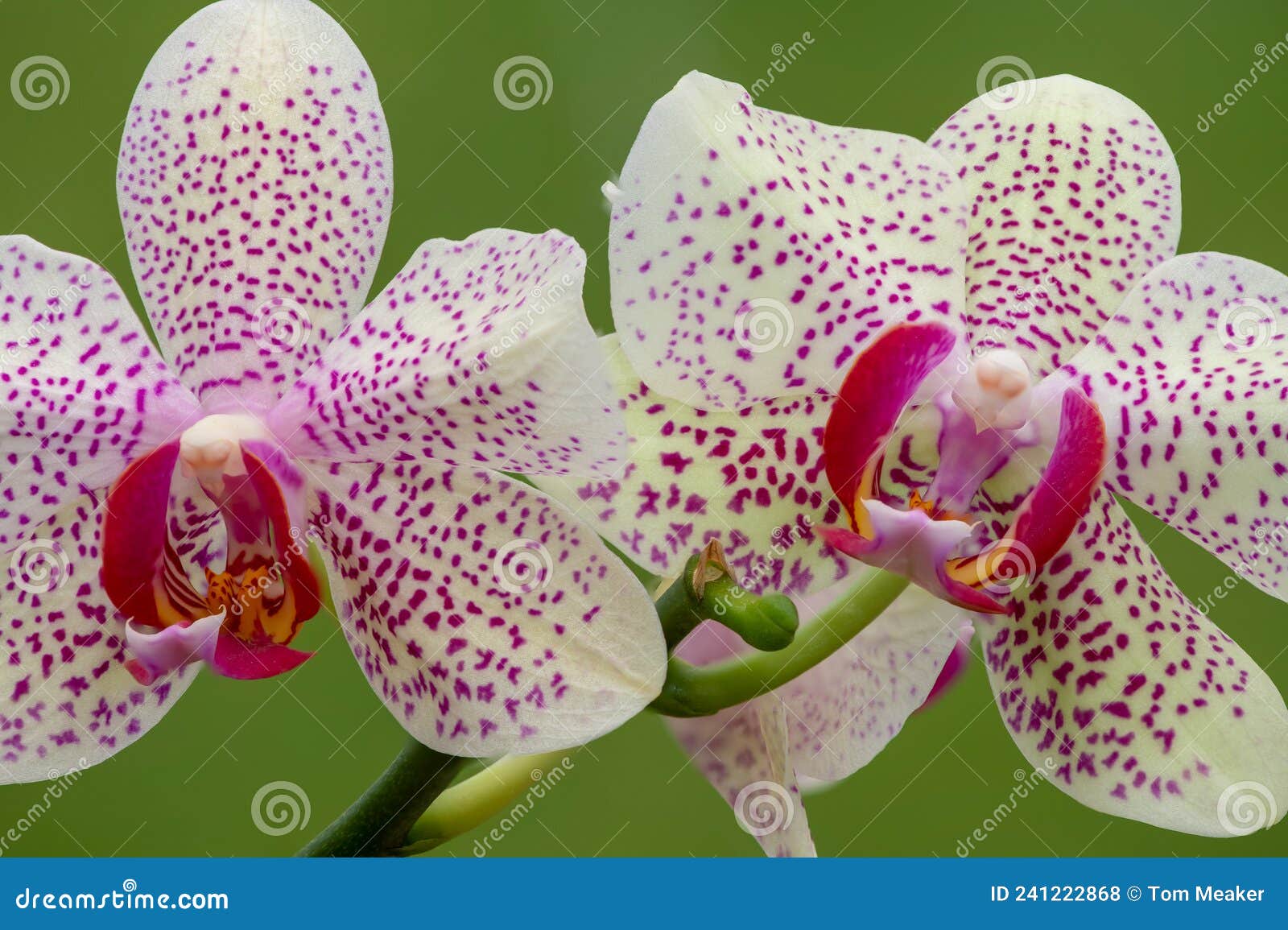 Florida sun orchids stock photo. Image of blooming, nature - 241222868