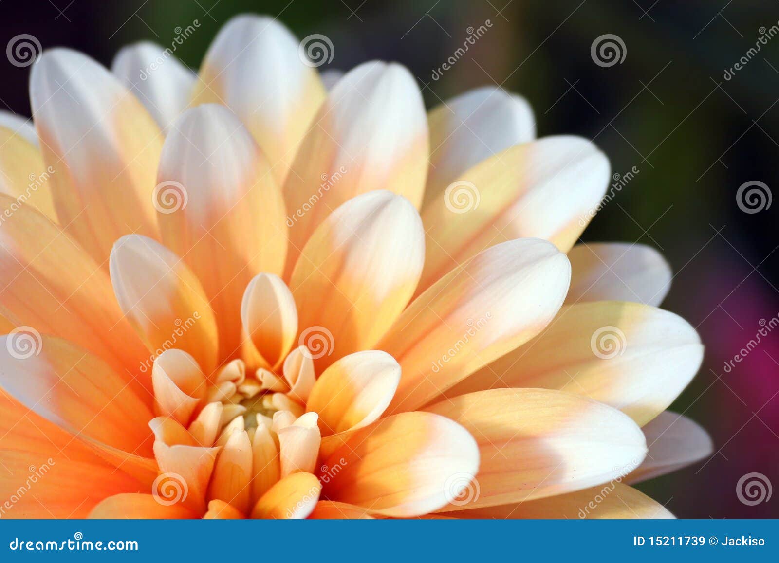 Close-up of flower stock image. Image of isolated, white - 15211739