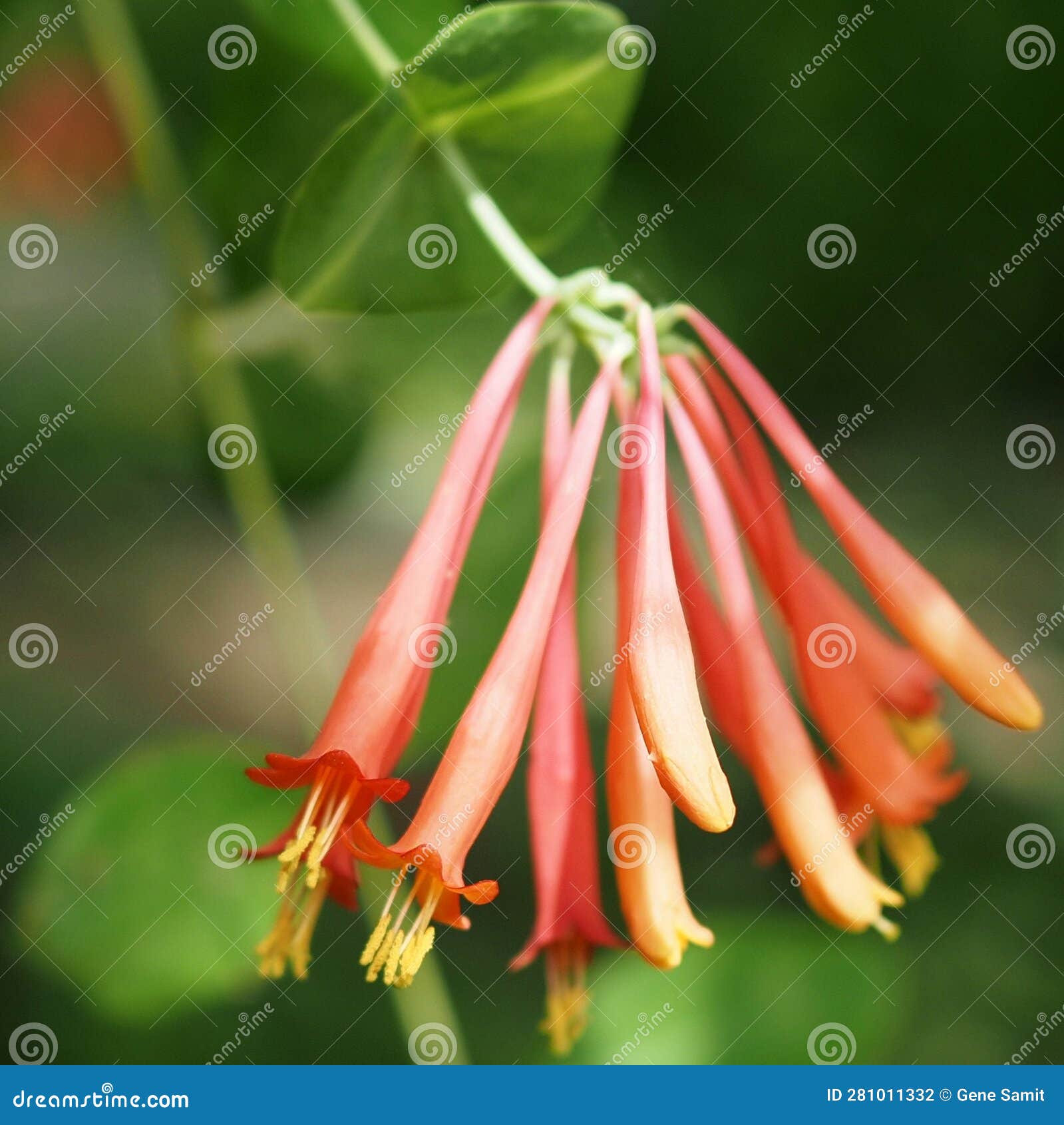 A Close-up of this Flower As it is Drooping Down. Stock Photo - Image ...