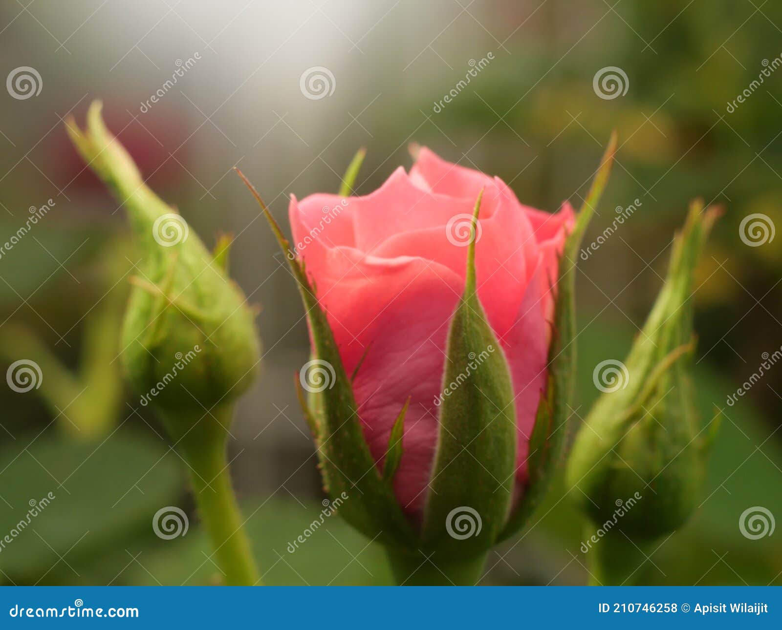 Close Up Flower for Background. Stock Photo - Image of blooming ...