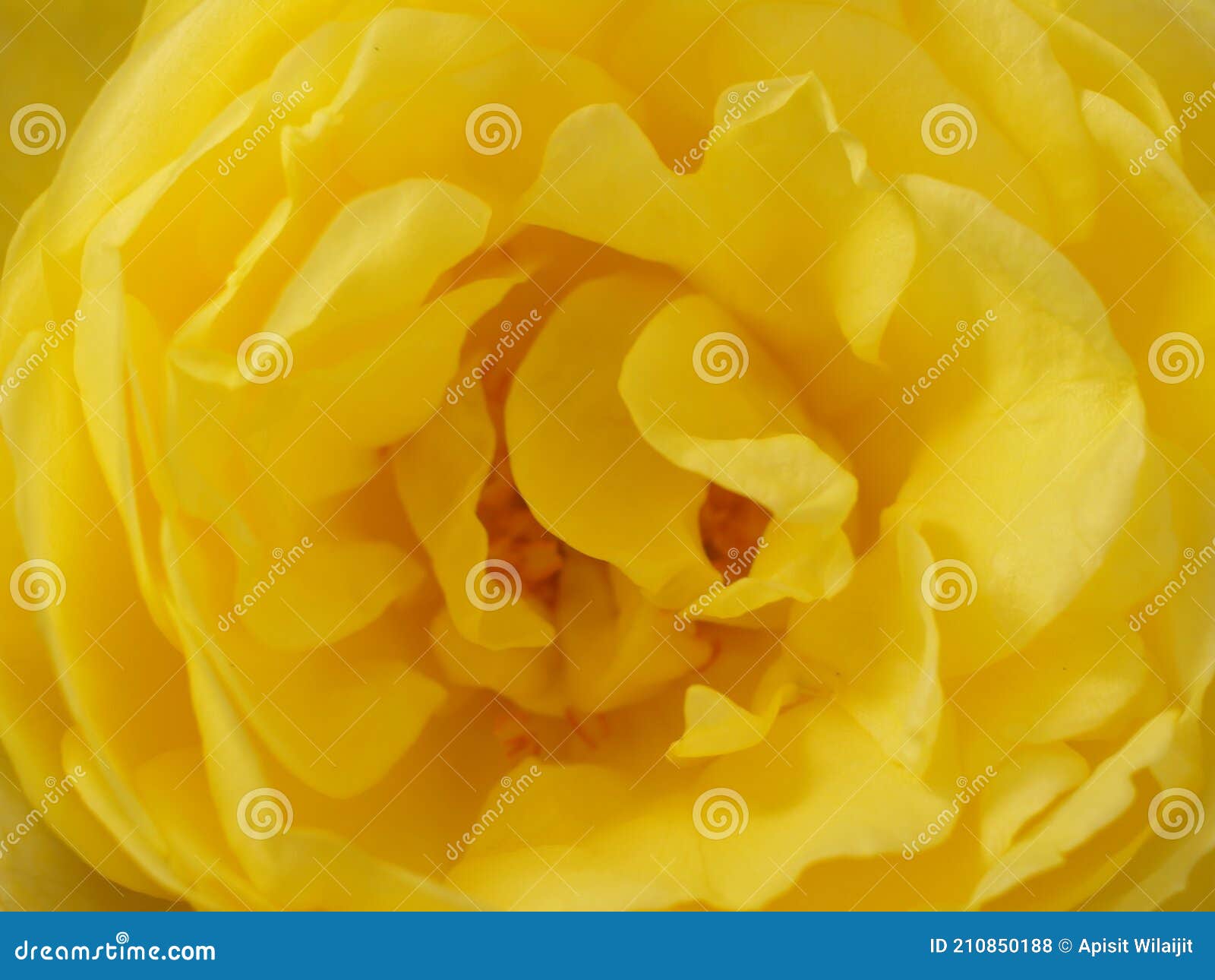 Close Up Flower for Background. Stock Photo - Image of flowers, rose ...