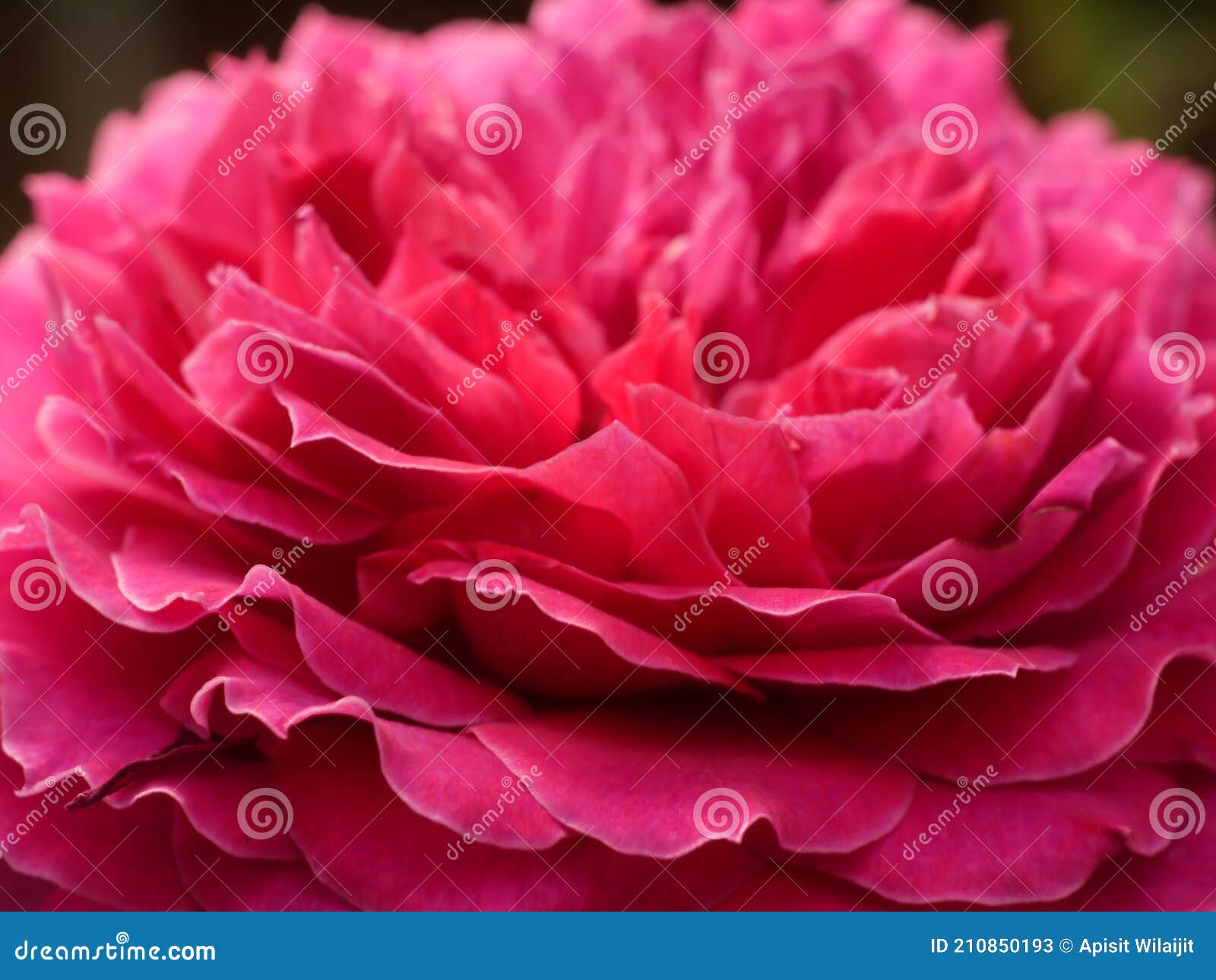 Close Up Flower for Background. Stock Image - Image of garden ...