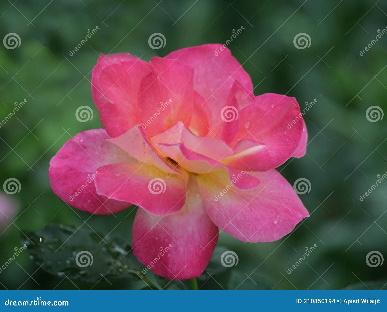 Close Up Flower for Background. Stock Photo - Image of blooming, color ...