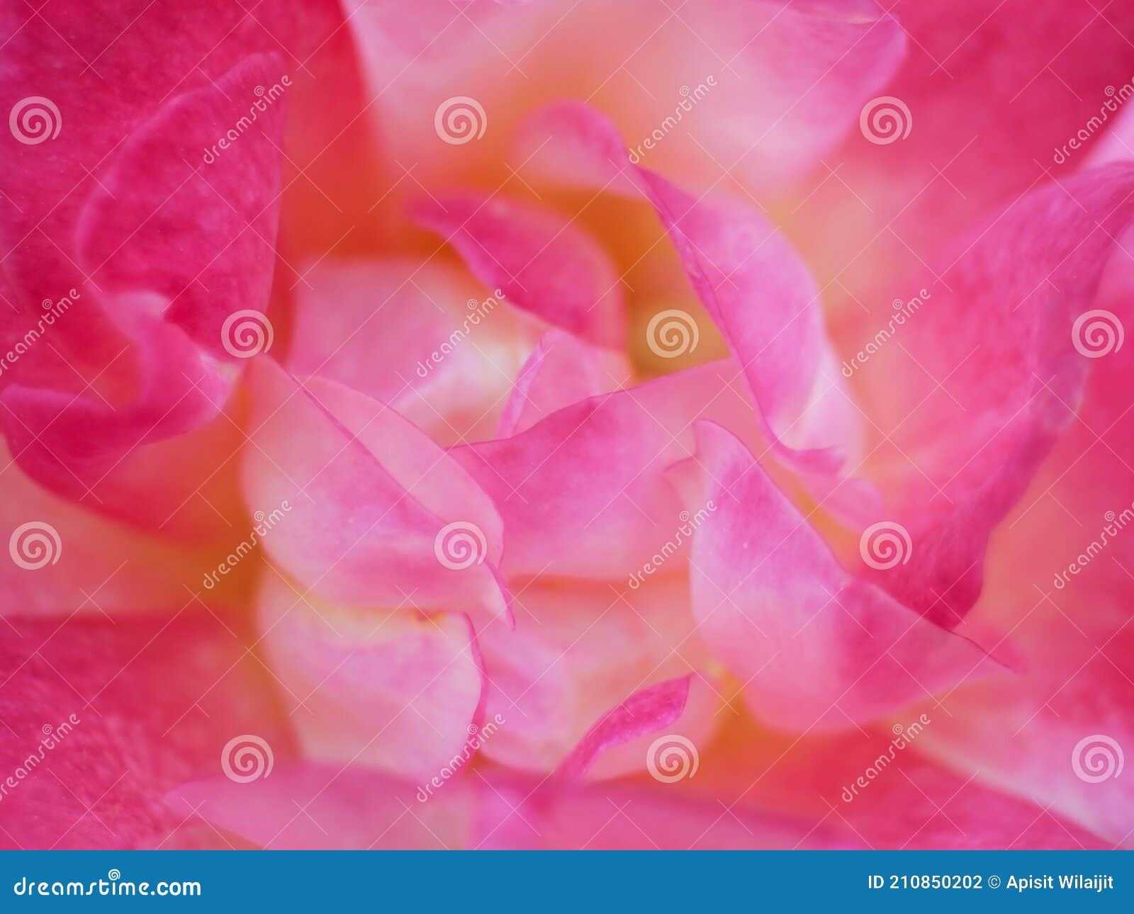 Close Up Flower for Background. Stock Photo - Image of asia, season ...