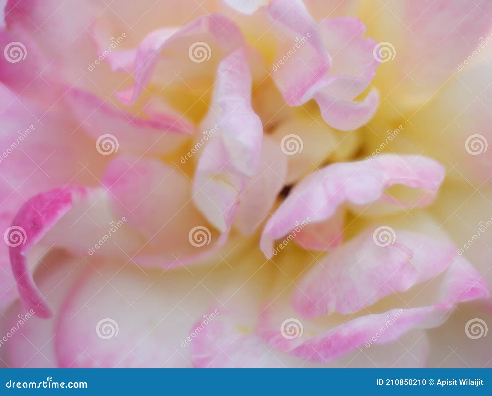Close Up Flower for Background. Stock Photo - Image of flowers, leaf ...