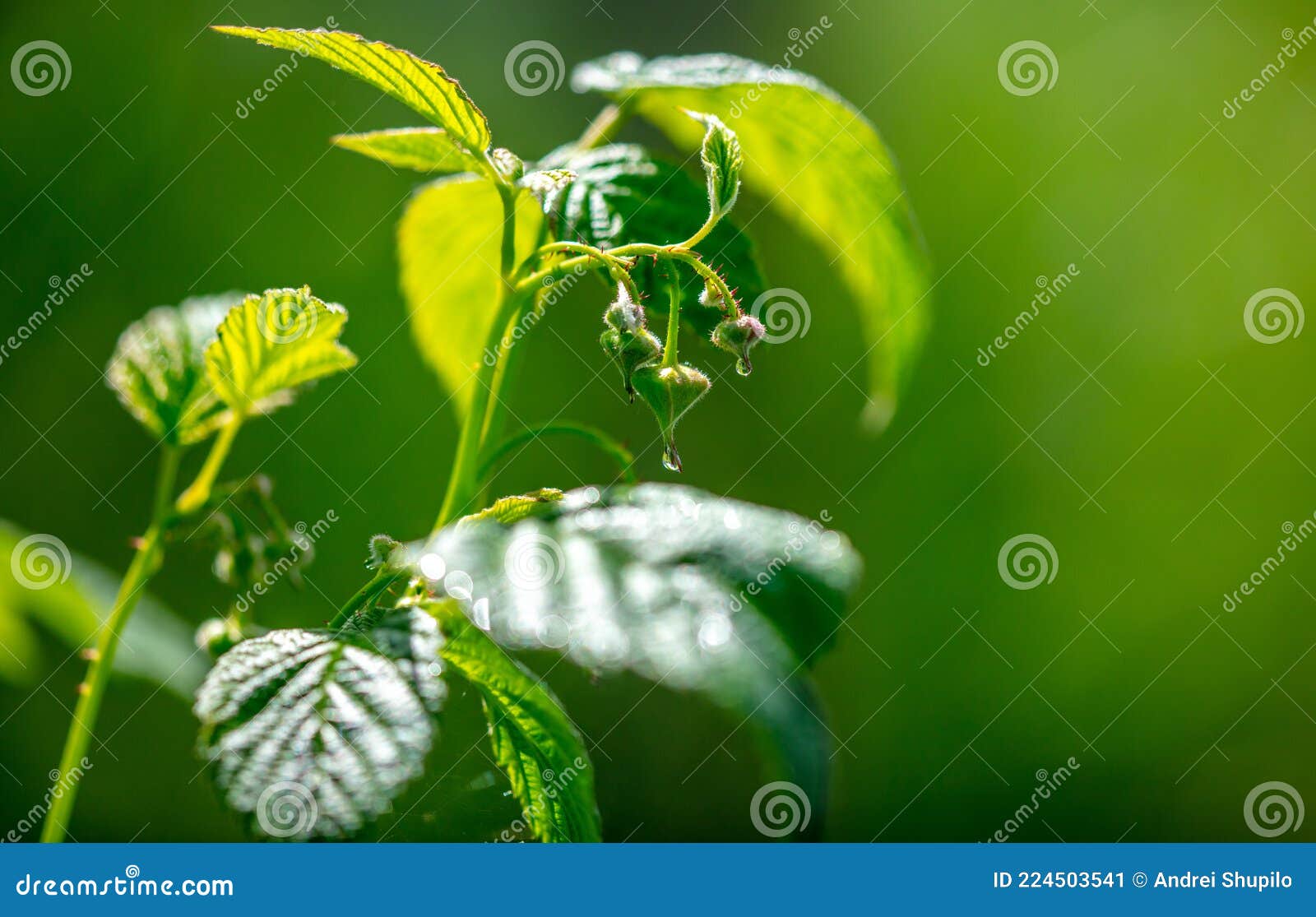Close-up of Flower Buds on Raspberries. Stock Image - Image of bush ...
